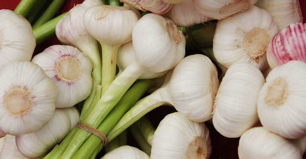 Benefits of garlic for horses and dogs – Hilton Herbs
