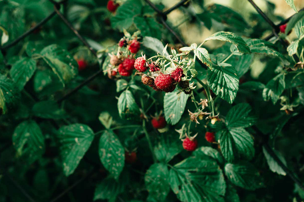 Des feuilles de framboisier pour ma jument – Hilton Herbs