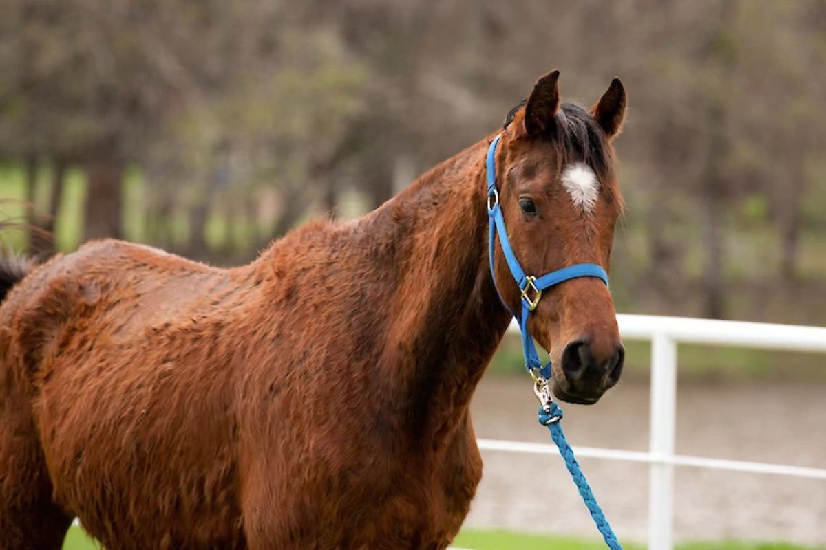 Equine Cushing’s disease | PPID in horses – Hilton Herbs