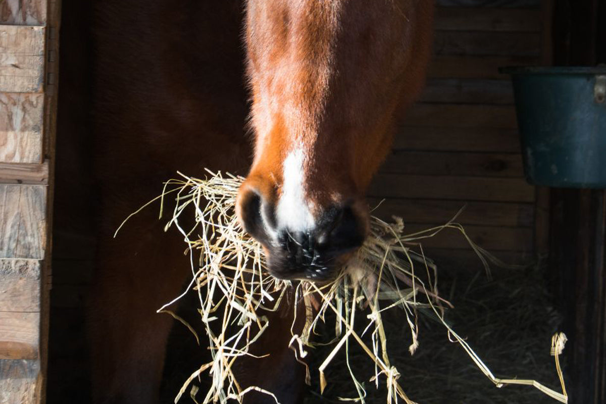 What are the benefits of steaming vs soaking hay? – Hilton Herbs