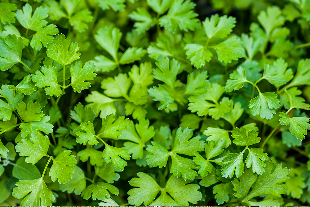 Quels sont les bienfaits du persil ? – Hilton Herbs