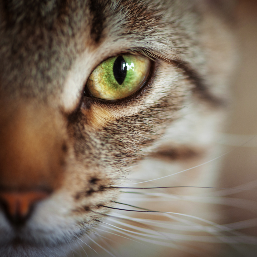 Cats – Hilton Herbs